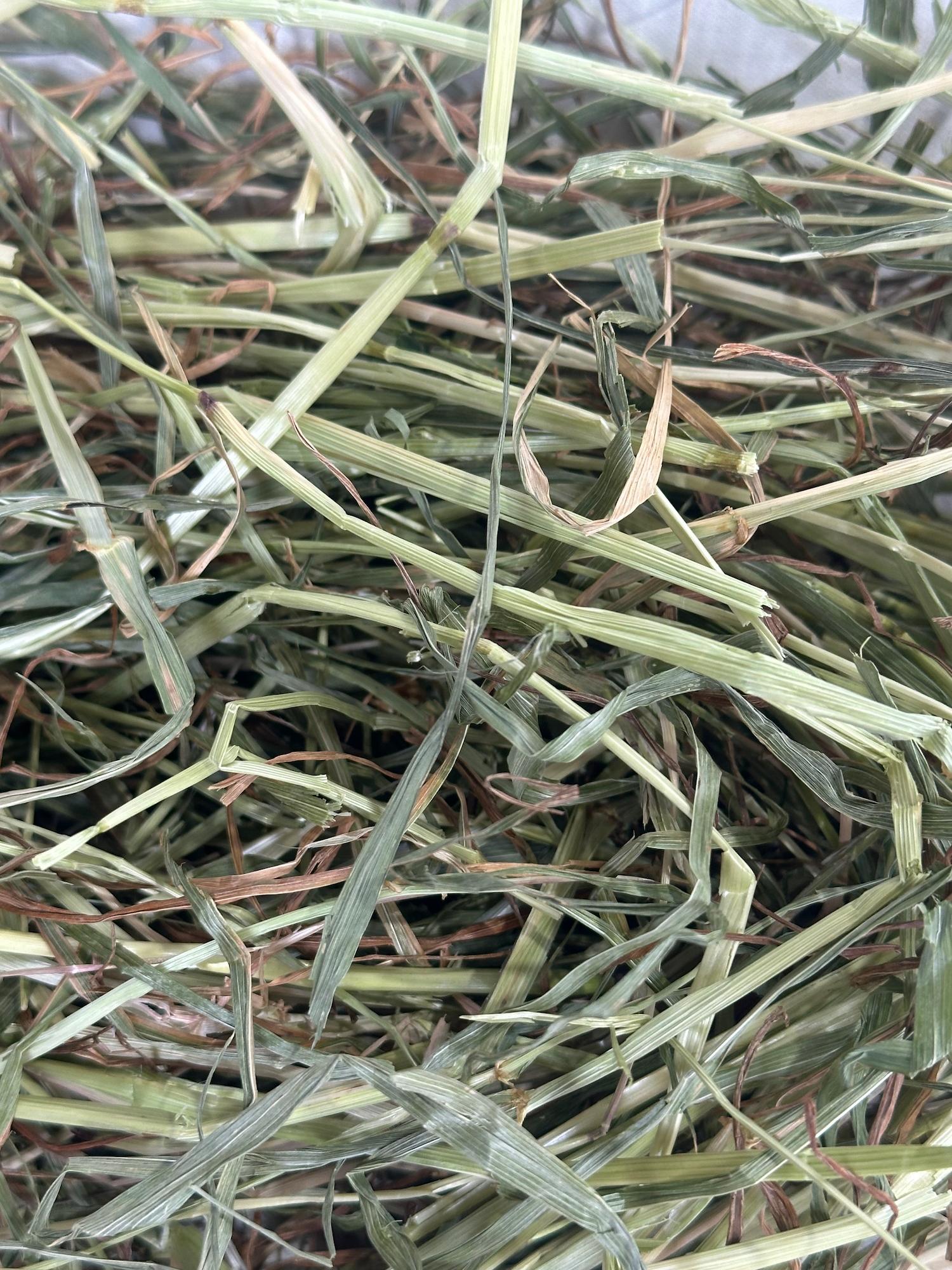 Natural Grass Hay for Small Pets - Fresh, Nutritious, Australian-Grown ...